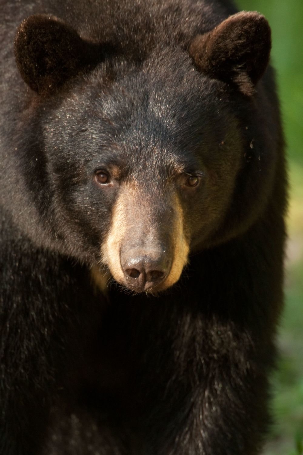 SKALICKY: The ‘bear’ necessities of Missouri black bears | Christian ...