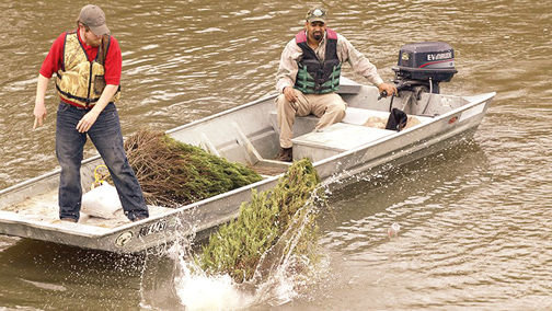 Give the gift of habitat to a fish with your Christmas tree this year ...