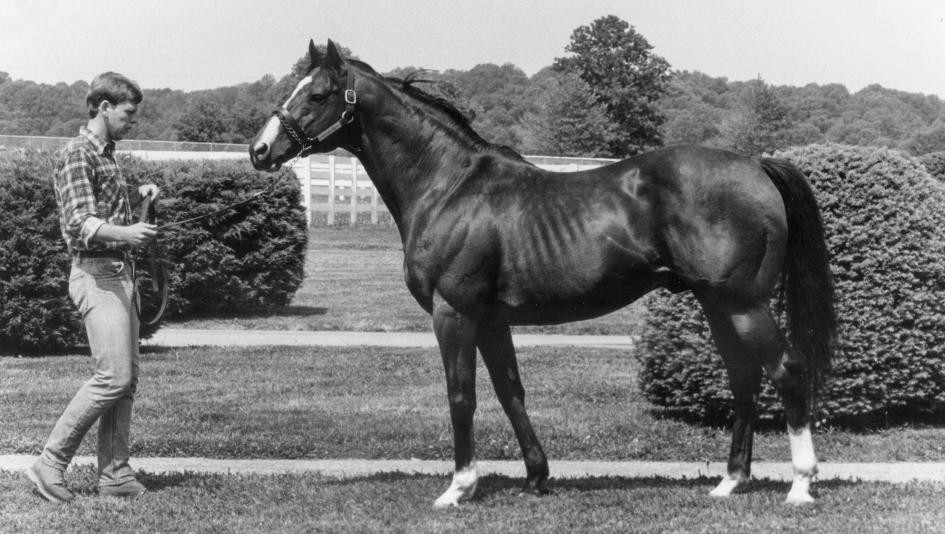 Northern Dancer, The Grand Daddy Of ‘Em All | Sports History Weekly